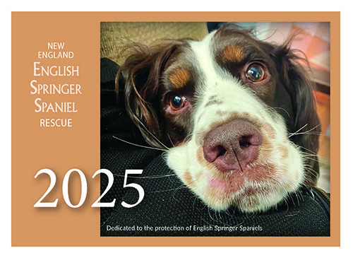 NE English Springer Rescue - Home Page